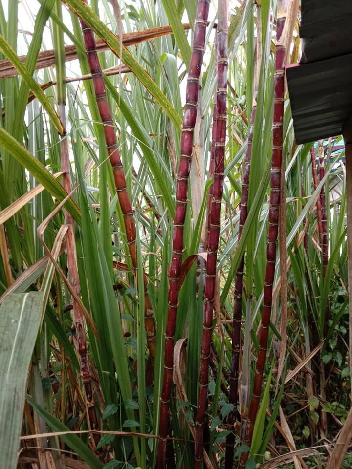 Air tebu asli (puasa), Food & Drinks, Fresh Produce on Carousell