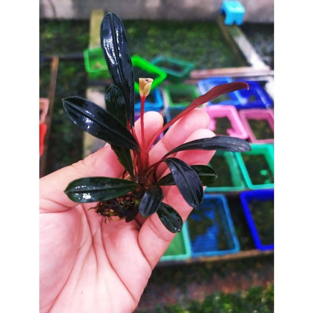 Bucephalandra Pink Lady, Furniture & Home Living, Gardening, Plants ...