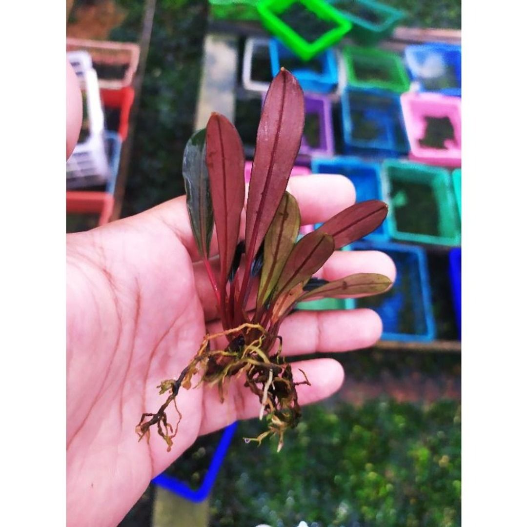 Bucephalandra Pink Lady, Furniture & Home Living, Gardening, Plants ...