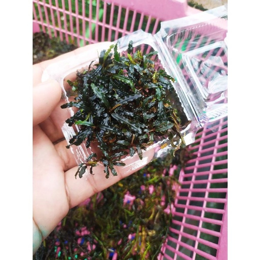 Bucephalandra Supermini Micro Catherine in a small mica on Carousell