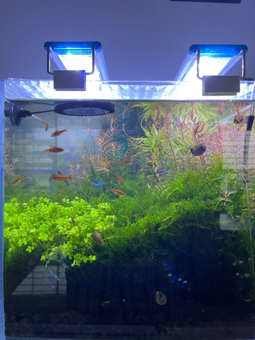 Java moss/Monte Carlo for aquarium, Pet Supplies, Homes & Other Pet ...