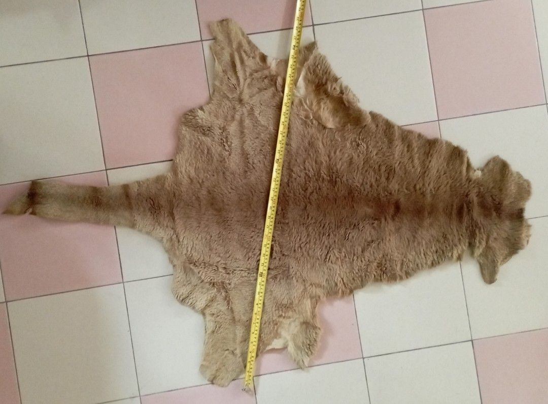 Australian Kangaroo Skin 3' x 4.5', Furniture & Home Living, Home Decor ...