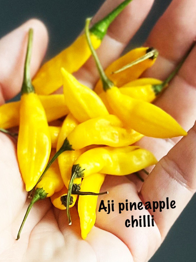 Rare chilli plant aji pineapple and japanese lantern chilli plant ...