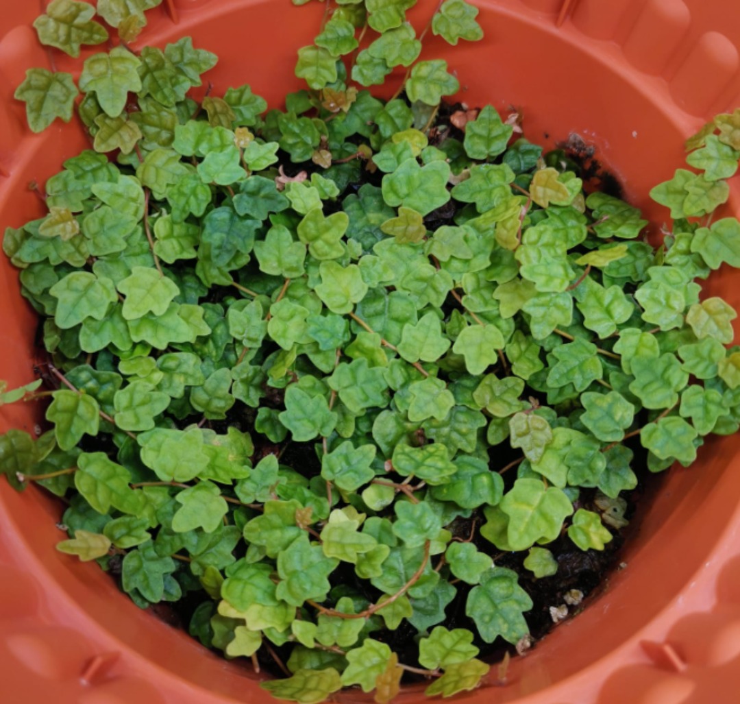 F10: Ficus Pumila Quercifolia - Oak Leaf Creeping Fig in a pot ...