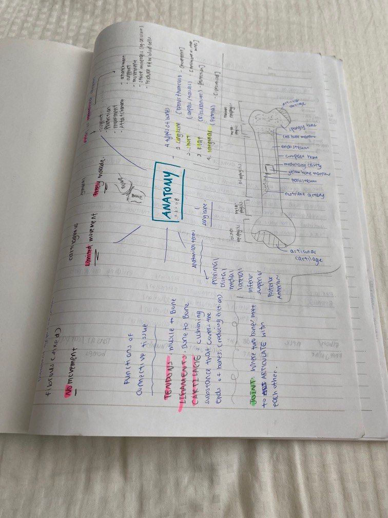 IB SEHS HL NOTES, fully detailed from topic 1 to 13, including options ...