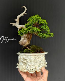 Jia Bonsai 家盆栽’s Profile Page on Carousell | All of Jia Bonsai 家盆栽’s ...