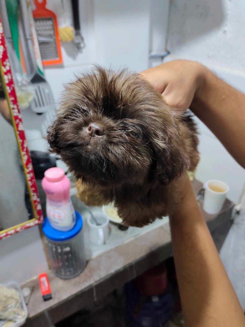 Pure Shit tzu choco liver, Pet Supplies, Health & Grooming on Carousell