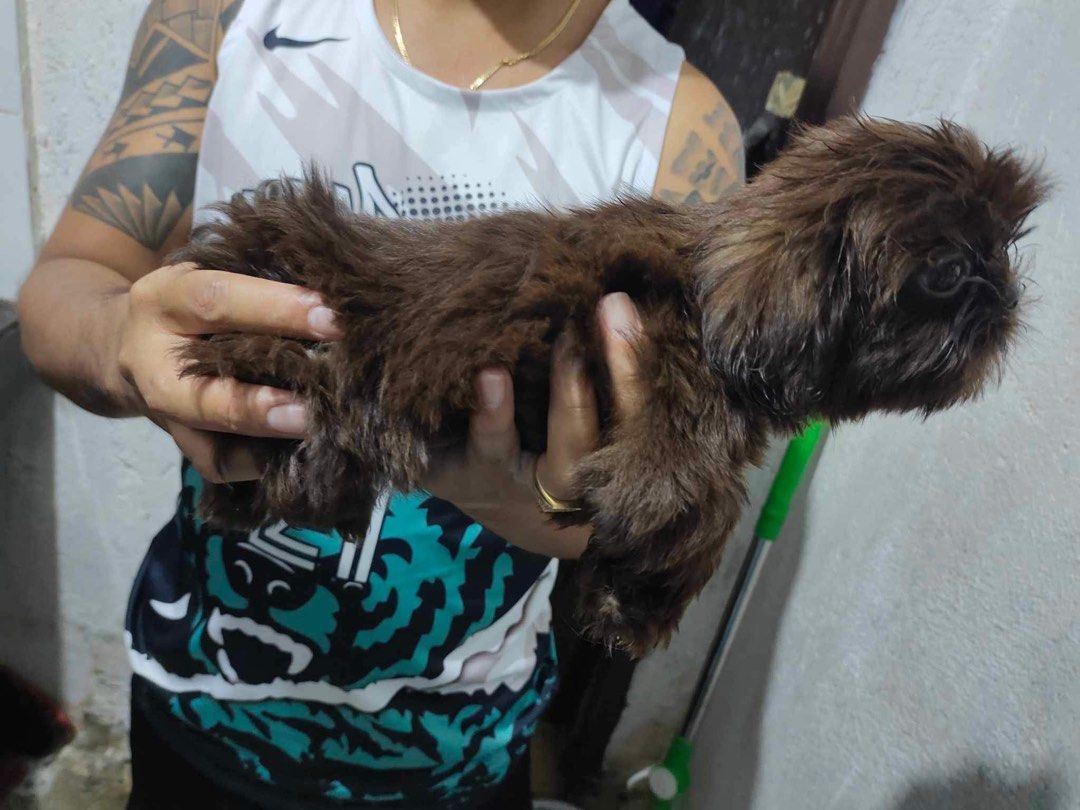 Pure Shit tzu choco liver, Pet Supplies, Health & Grooming on Carousell