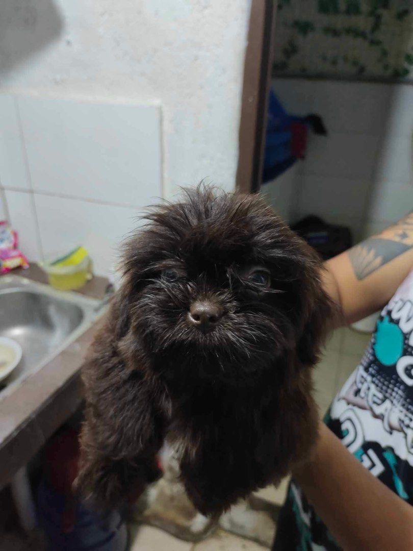Pure Shit tzu choco liver, Pet Supplies, Health & Grooming on Carousell