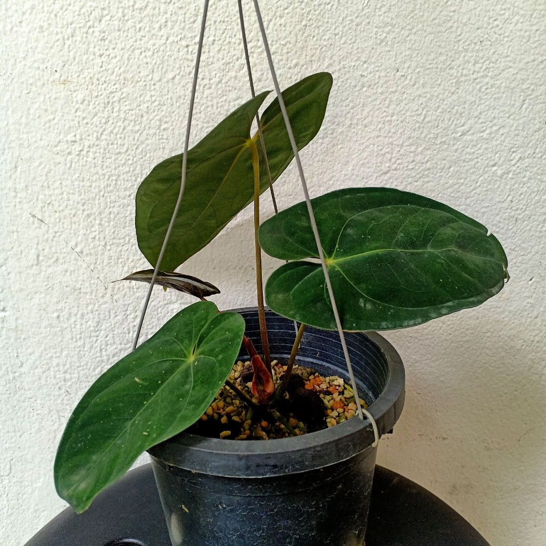 Anthurium Papillilaminum Guna Yala, Furniture & Home Living, Gardening ...
