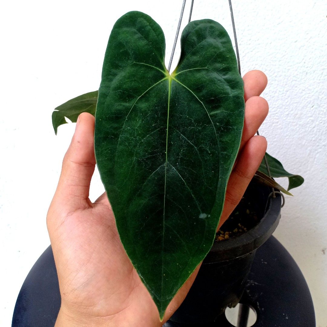 Anthurium Papillilaminum Guna Yala, Furniture & Home Living, Gardening ...