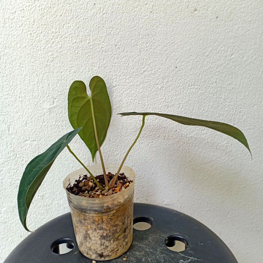 Anthurium Papillilaminum Guna Yala, Furniture & Home Living, Gardening ...