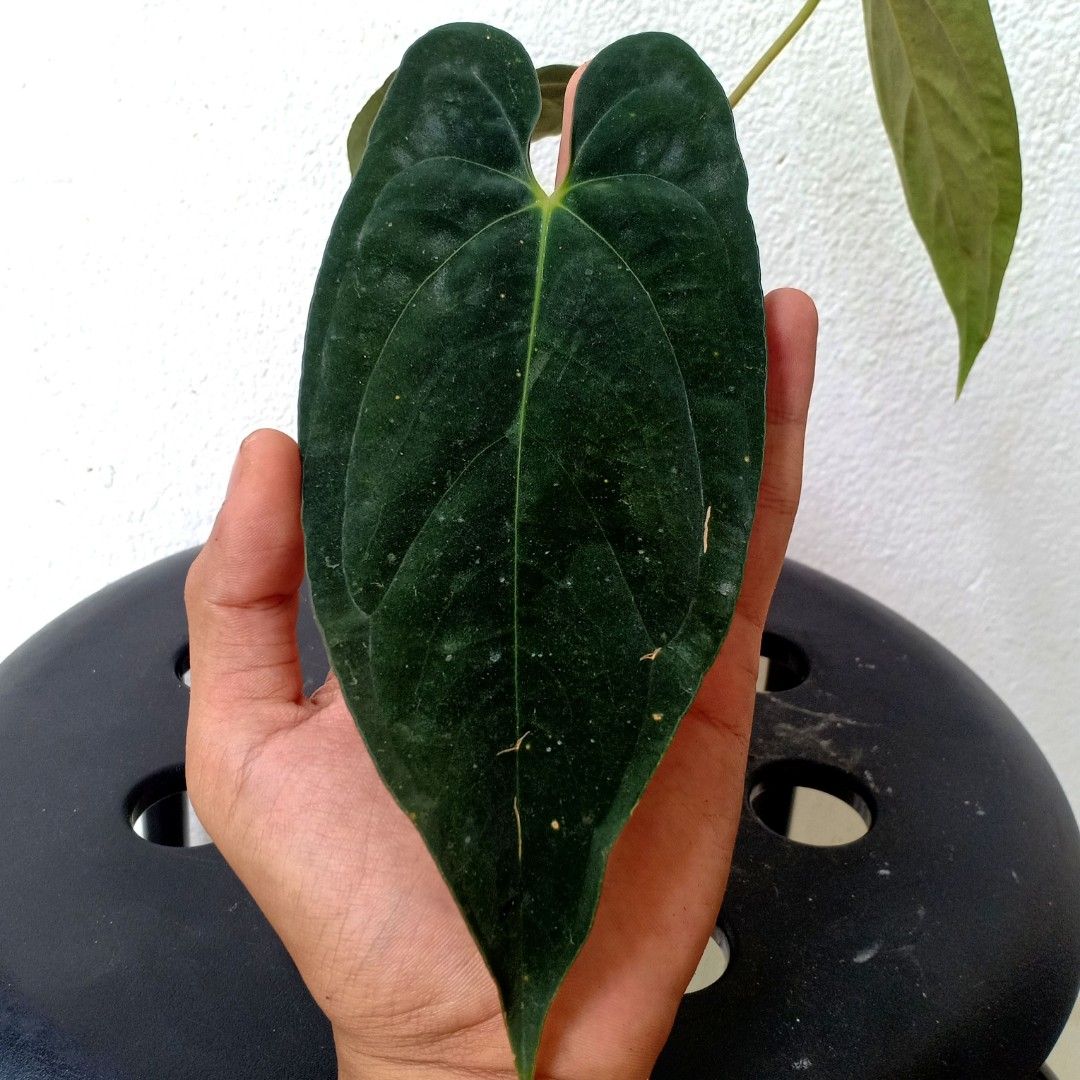 Anthurium Papillilaminum Guna Yala, Furniture & Home Living, Gardening ...