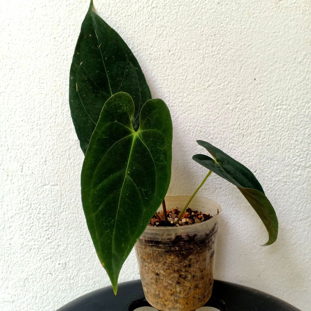 Anthurium Papillilaminum Guna Yala, Furniture & Home Living, Gardening ...