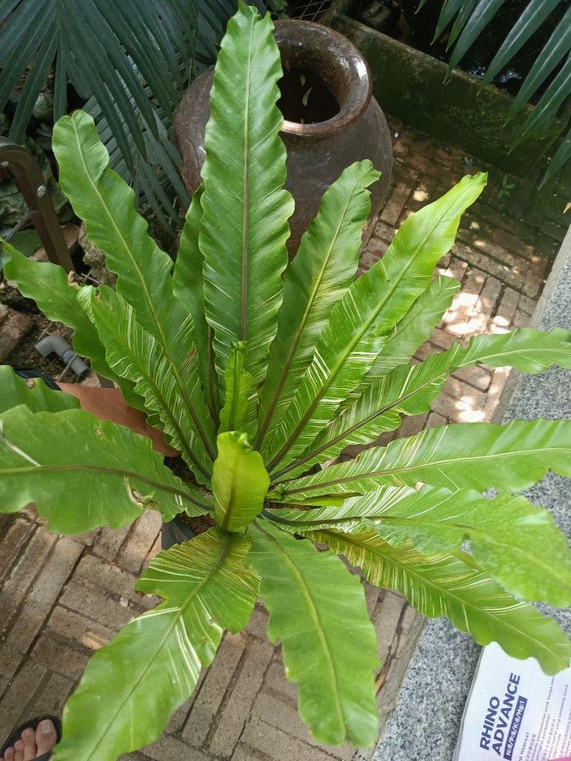 Asplenium Variegated, Furniture & Home Living, Gardening, Plants ...