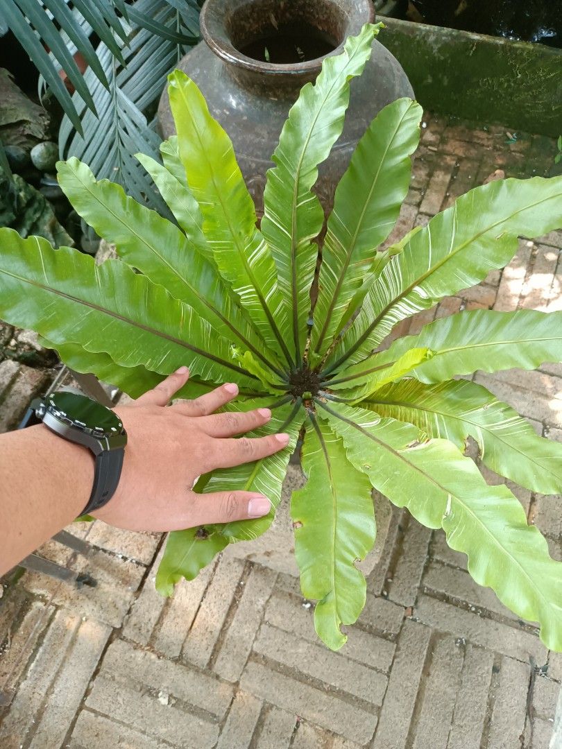 Asplenium Variegated, Furniture & Home Living, Gardening, Plants ...