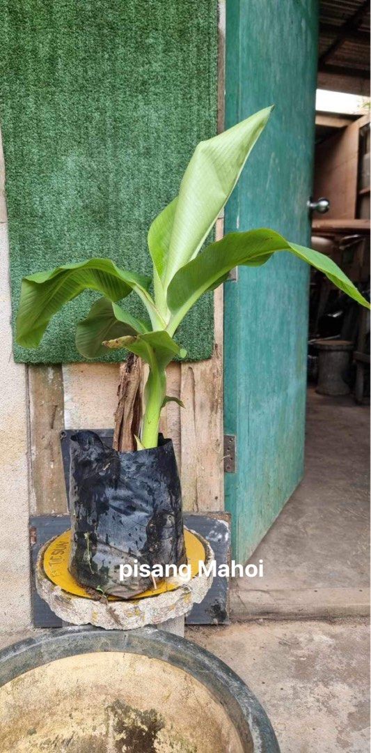 Anak pokok / sulur pokok pisang Mahoi, Furniture & Home Living ...