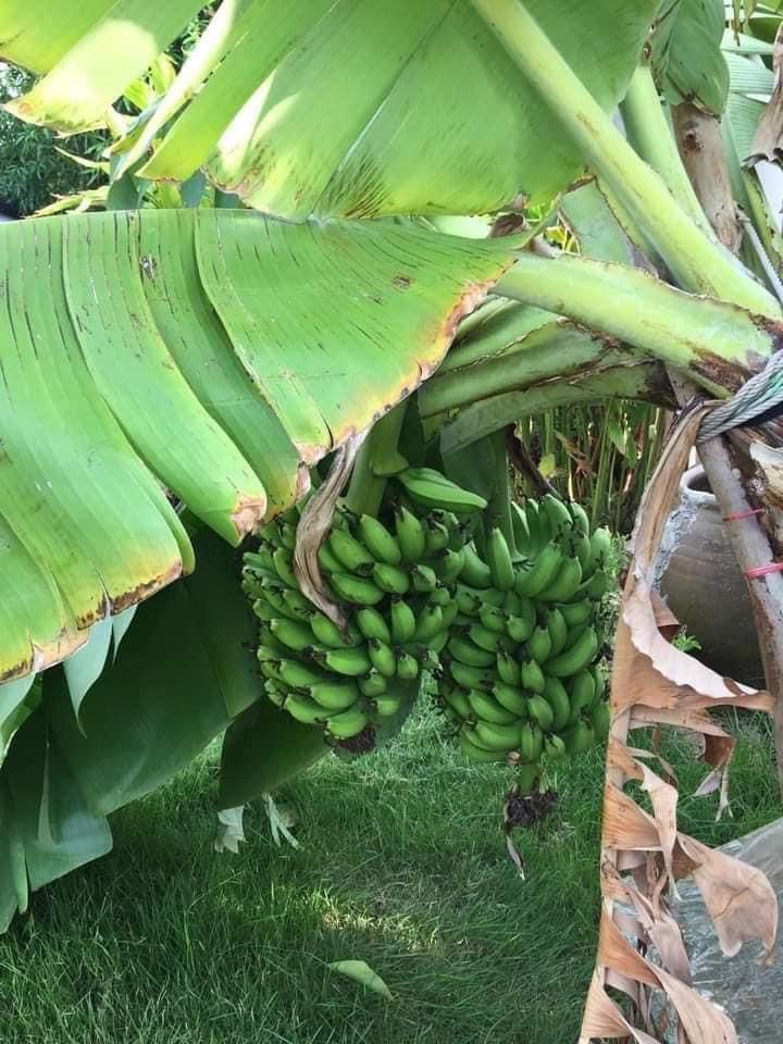 Anak pokok / sulur pokok pisang Mahoi, Furniture & Home Living ...