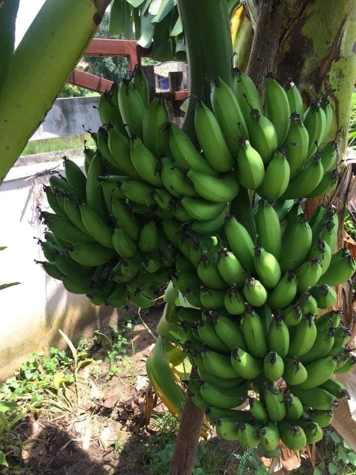 Anak pokok / sulur pokok pisang Mahoi, Furniture & Home Living ...