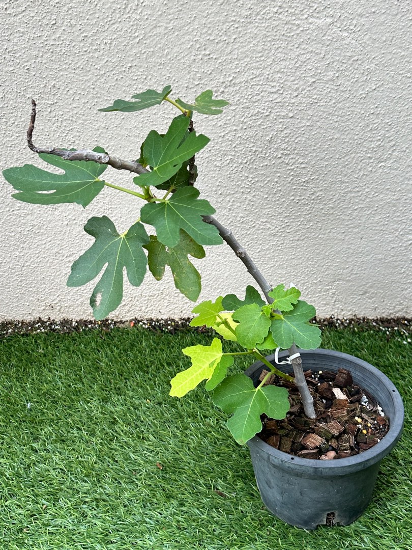 Jolly Tiger Variegated Fig, Furniture & Home Living, Gardening, Plants ...