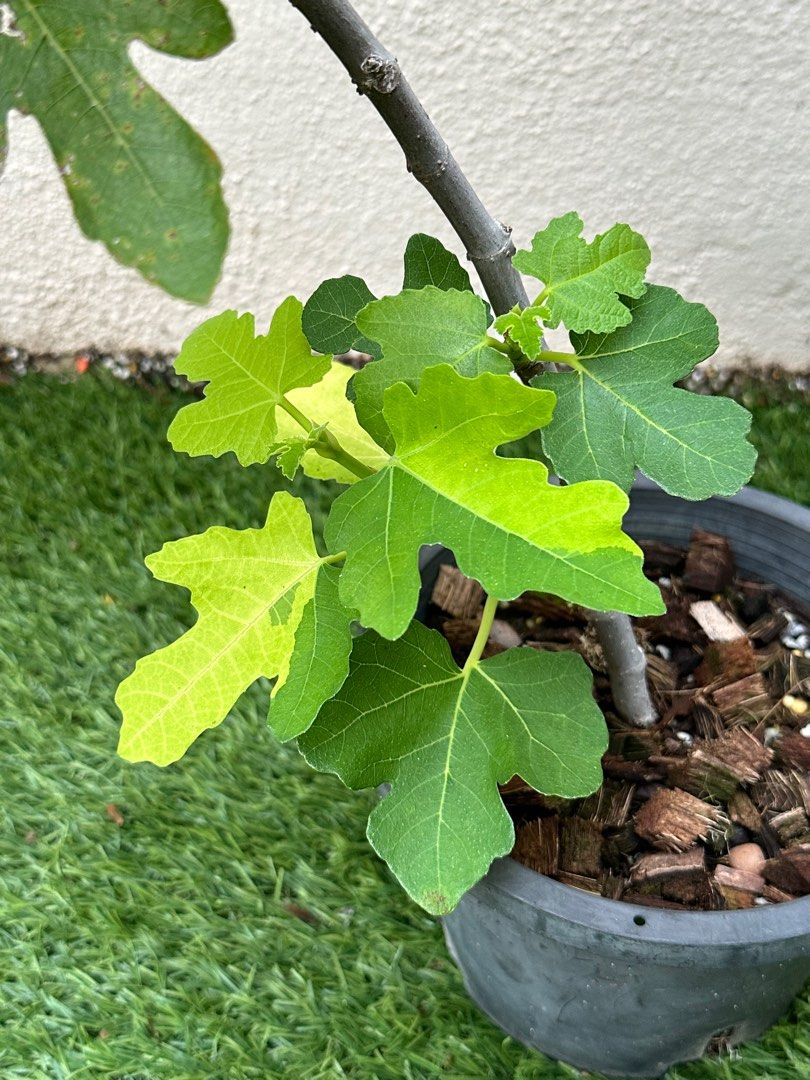Jolly Tiger Variegated Fig, Furniture & Home Living, Gardening, Plants ...