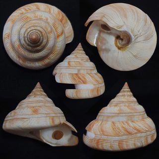 Authentic Seashell, Hobbies & Toys, Memorabilia & Collectibles, Vintage ...