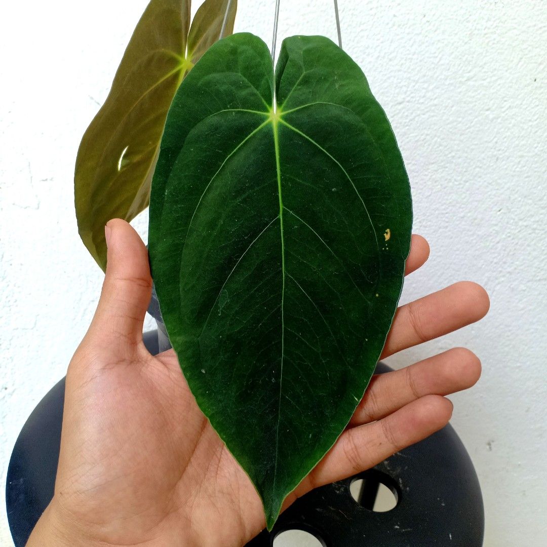 Anthurium Papillilaminum Guna Yala, Furniture & Home Living, Gardening ...