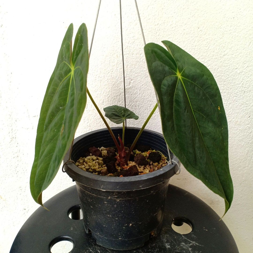 Anthurium Papillilaminum Guna Yala, Furniture & Home Living, Gardening ...