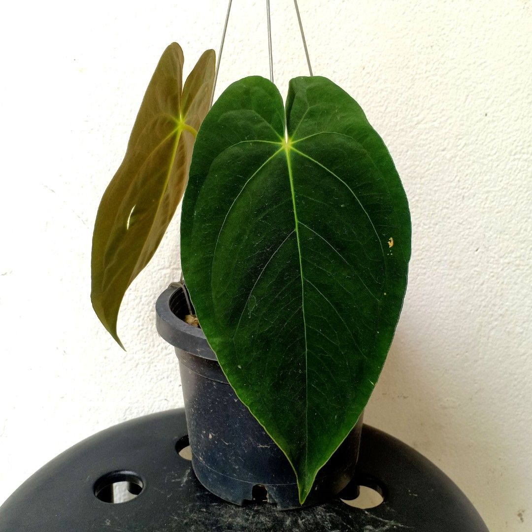 Anthurium Papillilaminum Guna Yala, Furniture & Home Living, Gardening ...