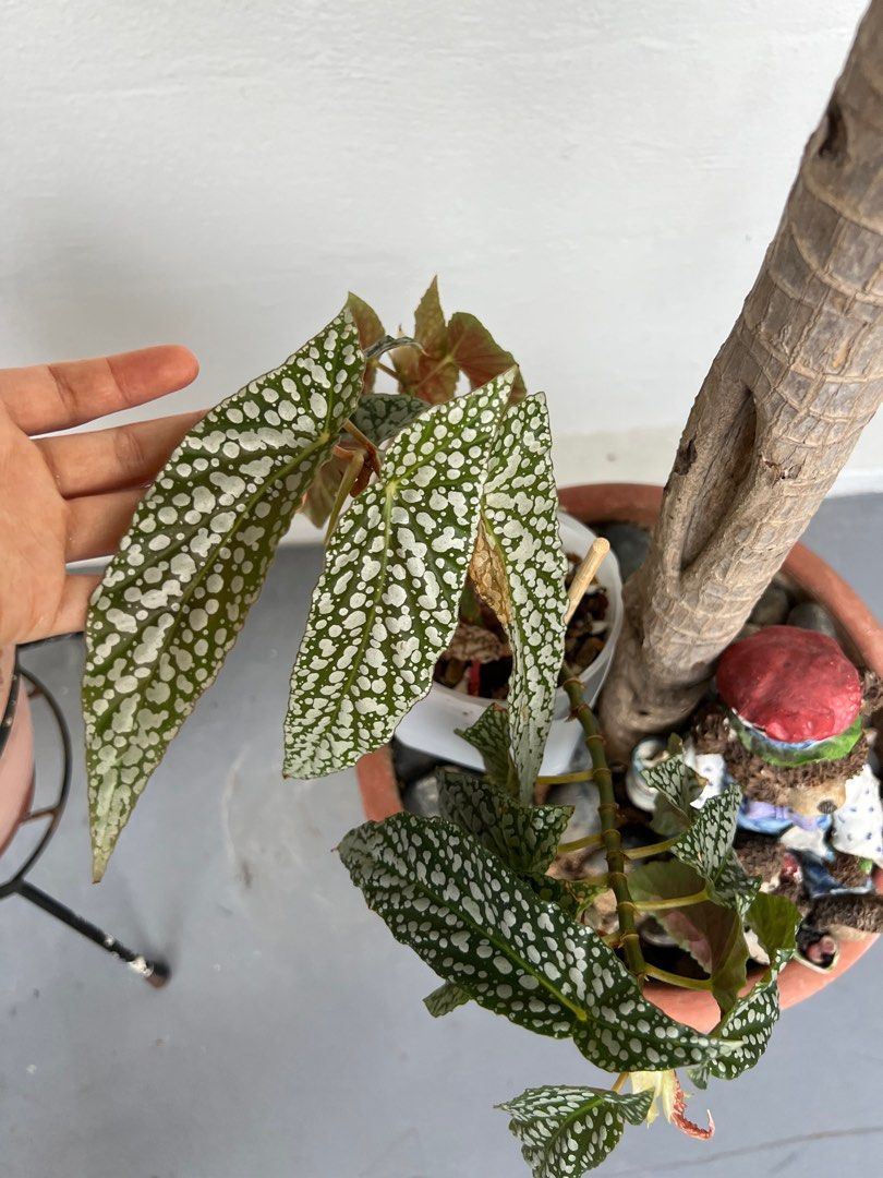 Begonia Snow cap, Furniture & Home Living, Gardening, Plants & Seeds on ...