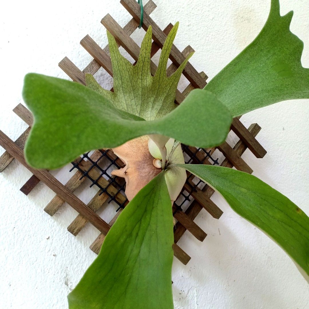 Platycerium Sphinx, Furniture & Home Living, Gardening, Plants & Seeds ...