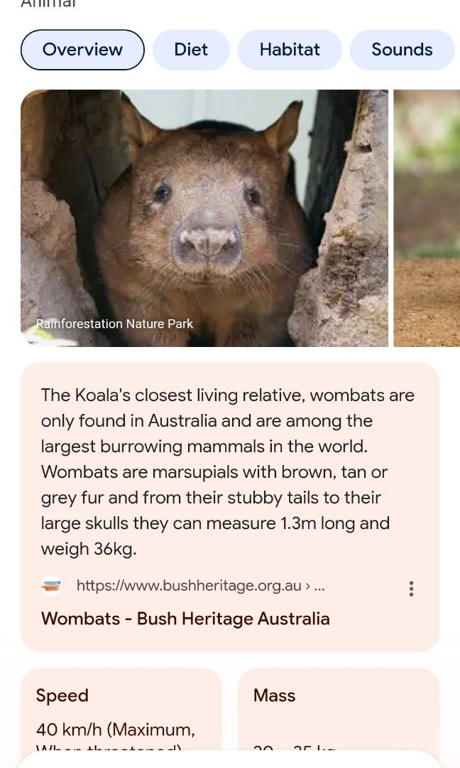 VERY BEAUTIFUL REALISTIC CAPYBARA WOMBAT PLUSH ANIMAL, Hobbies & Toys ...