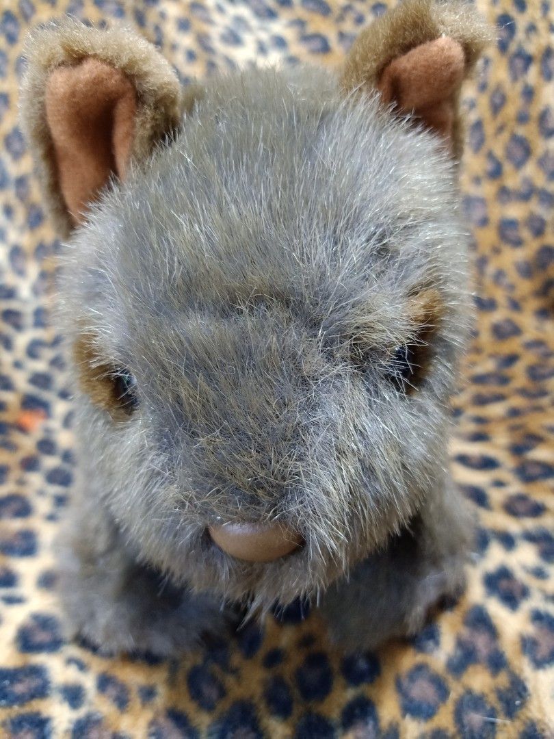 VERY BEAUTIFUL REALISTIC CAPYBARA WOMBAT PLUSH ANIMAL, Hobbies & Toys ...