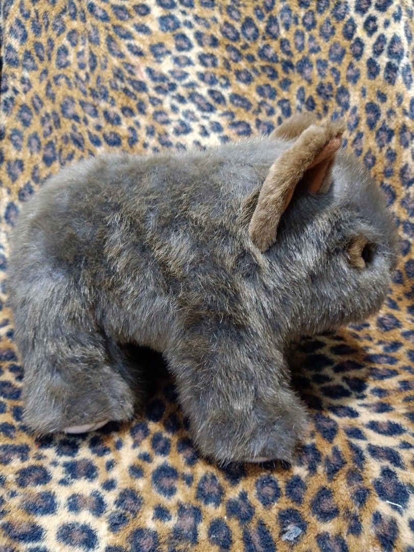 VERY BEAUTIFUL REALISTIC CAPYBARA WOMBAT PLUSH ANIMAL, Hobbies & Toys ...