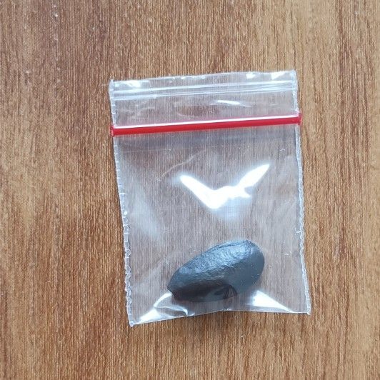 Benih Bibit Pohon Srikaya Pink Manis premium Biji tanaman serikaya ...