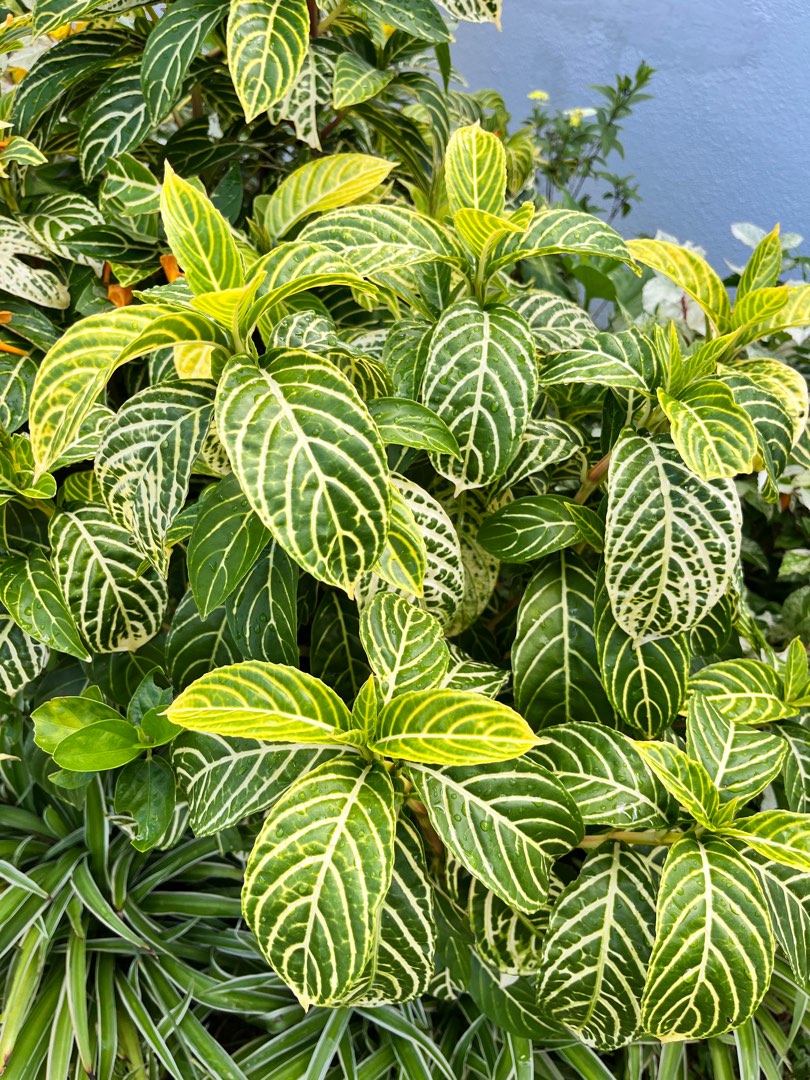 Zebra Plant | Sanchezia Speciosa, Furniture & Home Living, Gardening ...