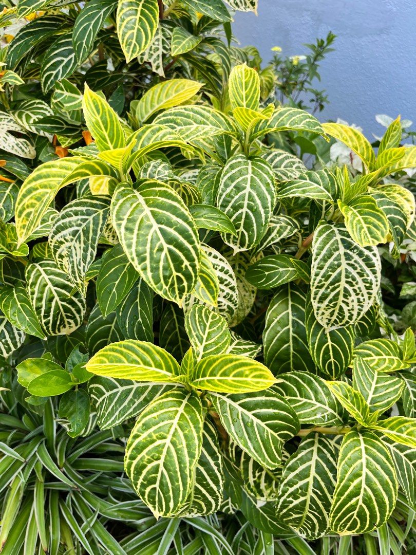 Zebra Plant | Sanchezia Speciosa, Furniture & Home Living, Gardening ...