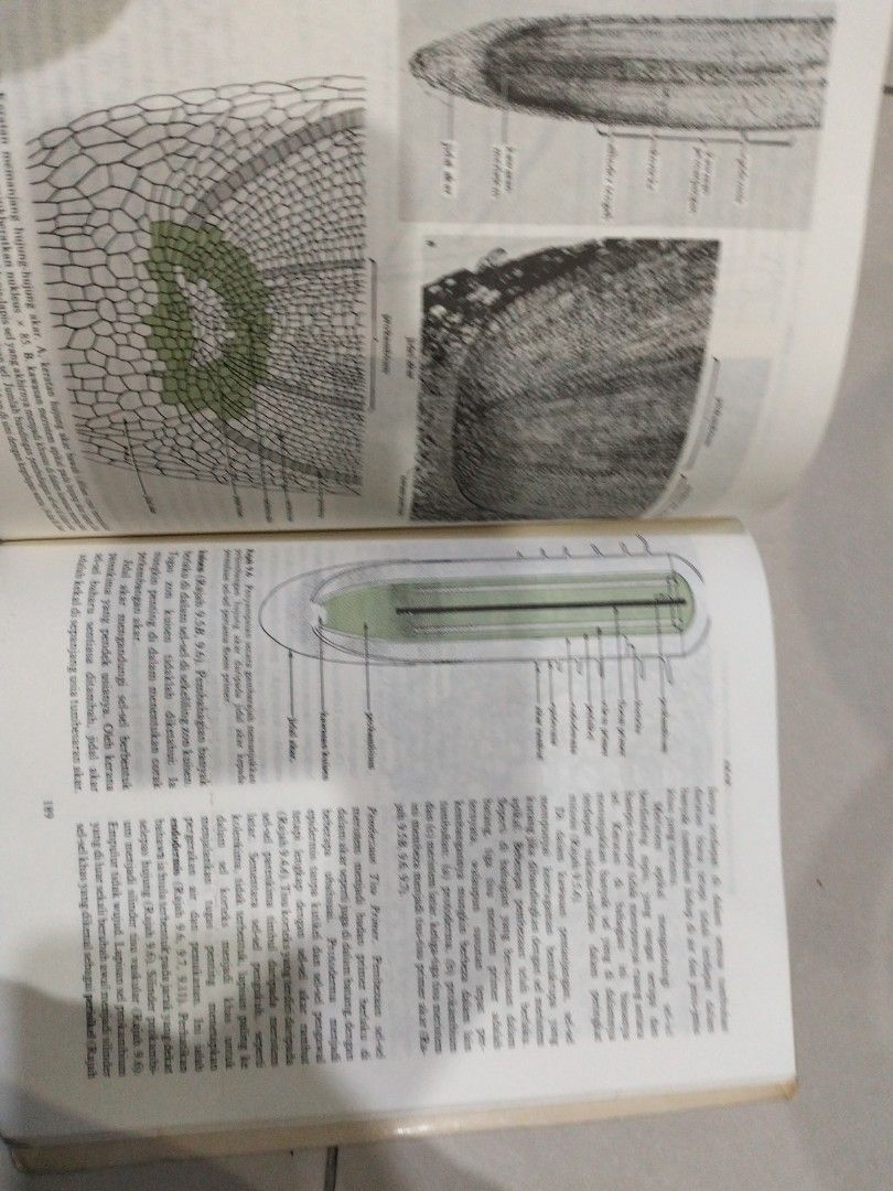 Buku teks - botani / biologi tumbuhan 1981, Hobbies & Toys, Books ...
