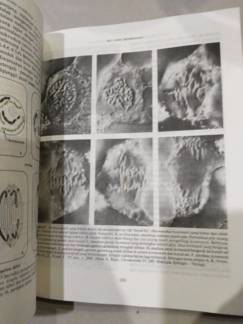 Buku teks - botani / biologi tumbuhan 1981, Hobbies & Toys, Books ...