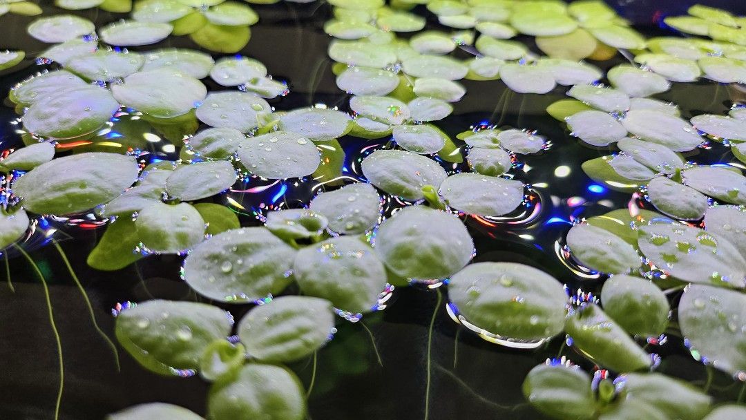 Amazon Frogbit aquarium floating plants with long roots., Pet Supplies ...
