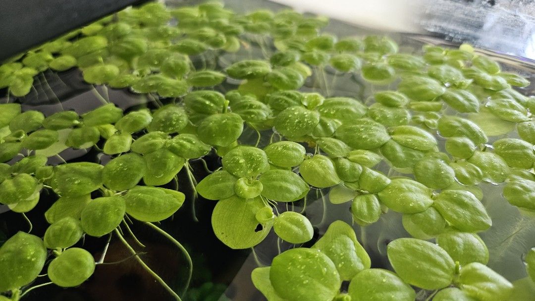 Amazon Frogbit aquarium floating plants with long roots., Pet Supplies ...