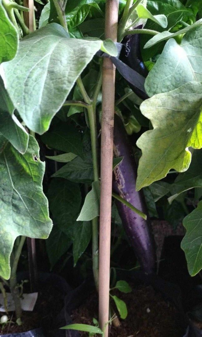 Mga Halaman Gulay namumunga na, Furniture & Home Living, Gardening ...