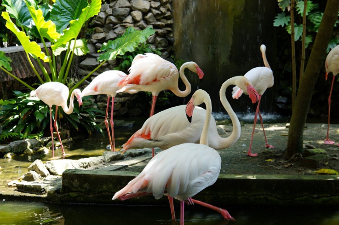 Penang Bird Park Ticket | Langkawi Tanjung Rhu Mangrove Tour ...