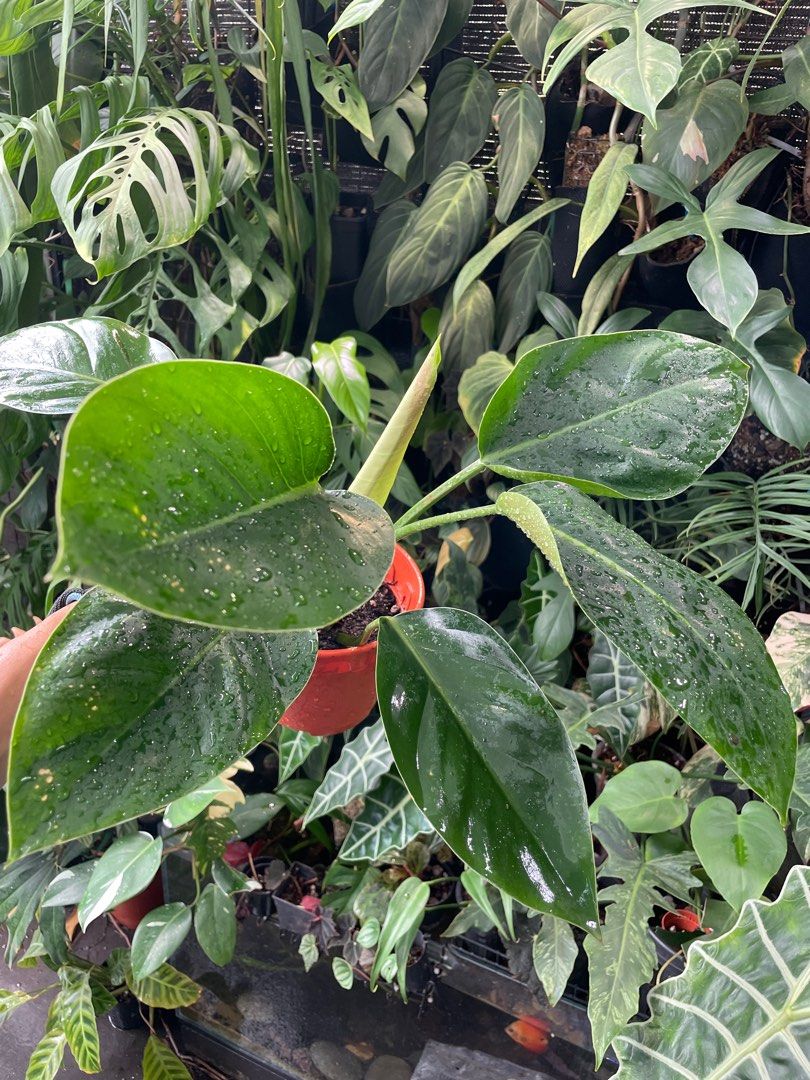 Philodendron Green Congo Furniture And Home Living Gardening Plants
