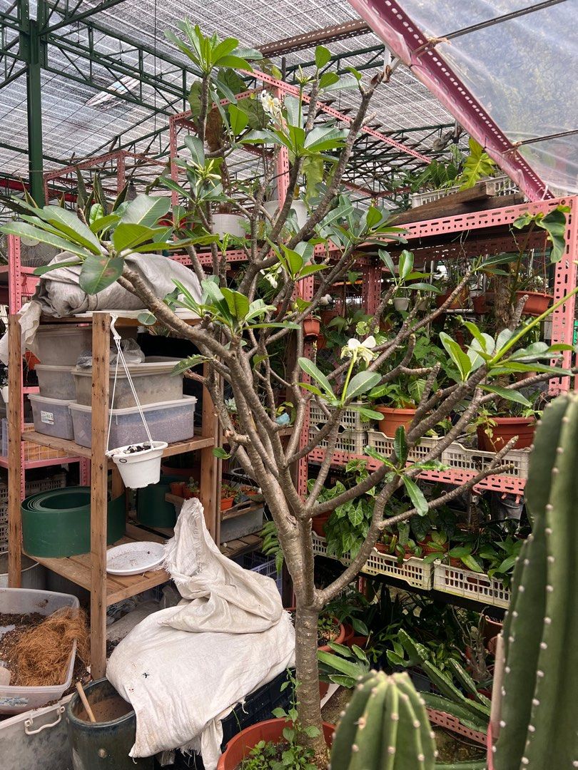 3M Frangipani Tree / Plant, Furniture & Home Living, Gardening, Plants ...