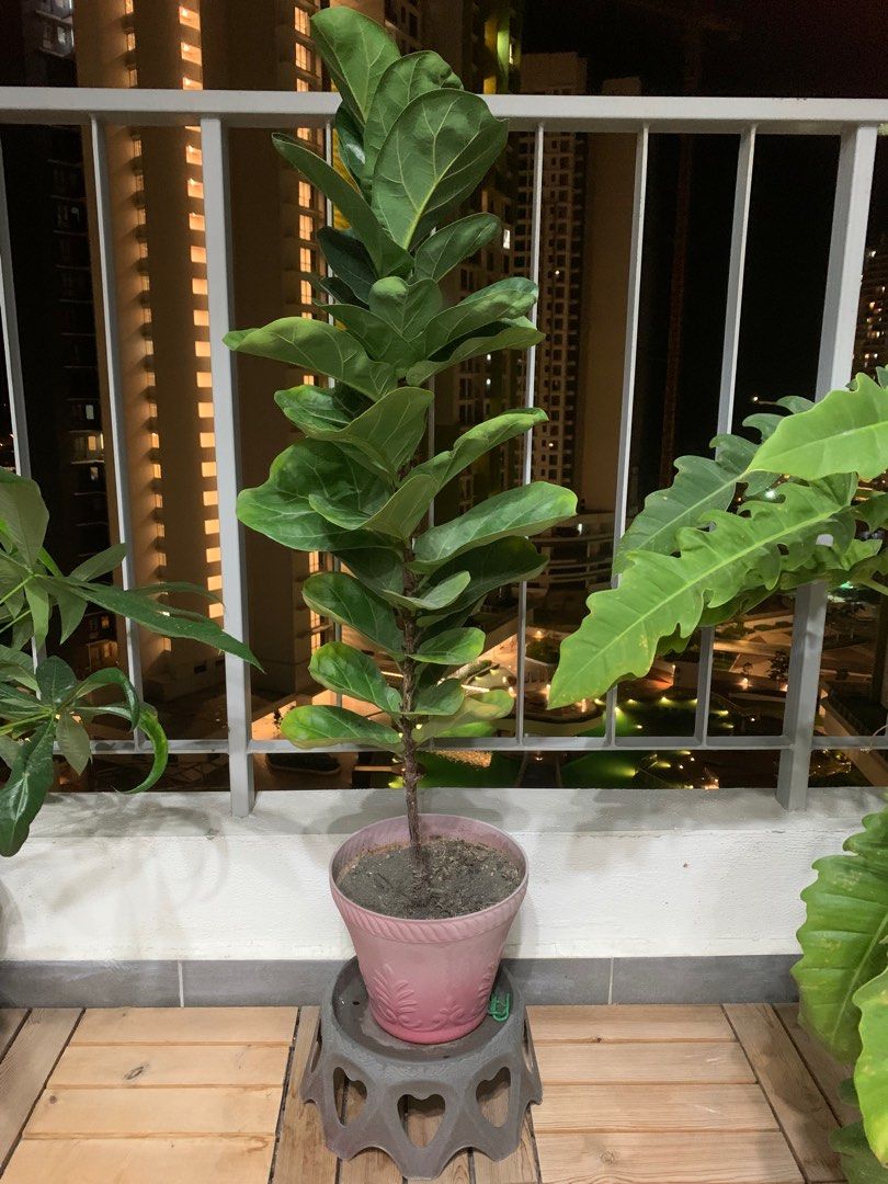 Fiddle-leaf Fig Live Plant 琴叶榕, Furniture & Home Living, Gardening ...