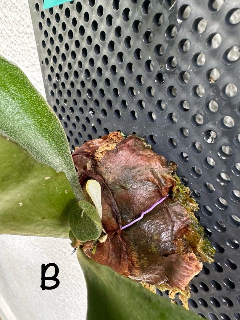 Platycerium Paul Webber, Furniture & Home Living, Gardening, Plants ...