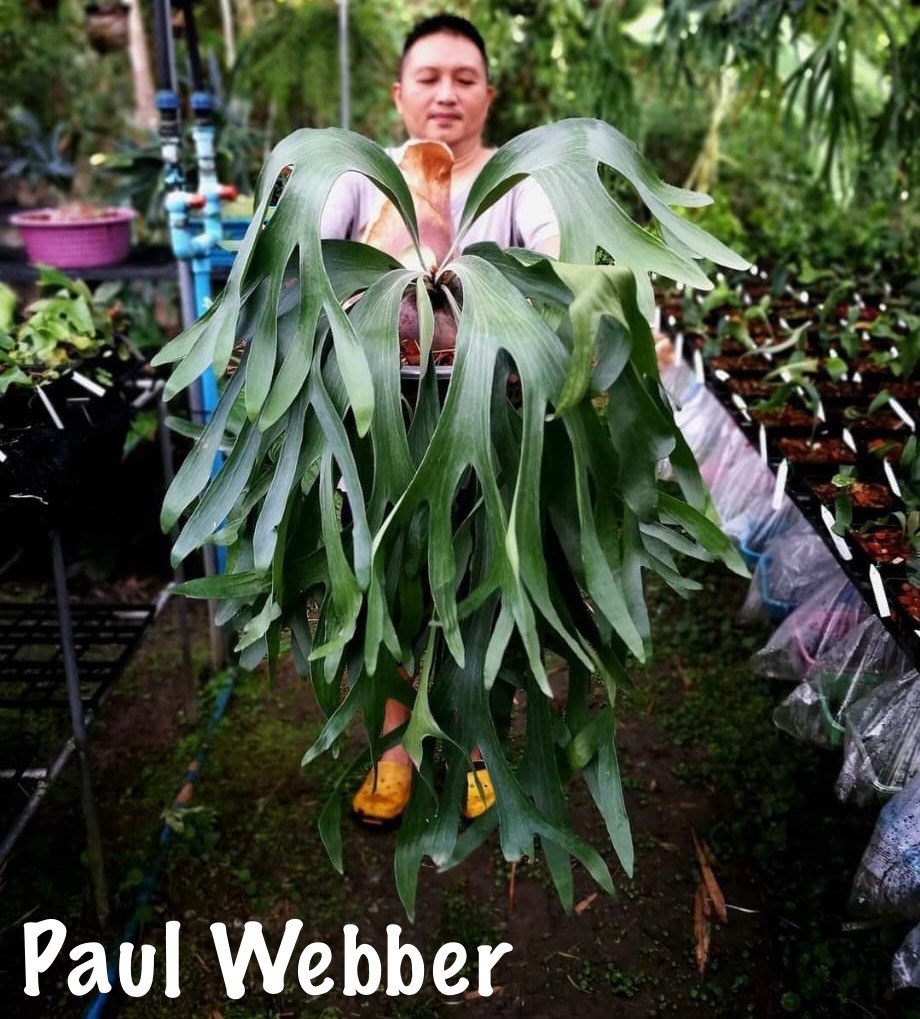 Platycerium Paul Webber, Furniture & Home Living, Gardening, Plants & Seeds on Carousell