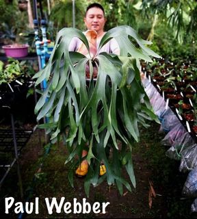 Platycerium Paul Vespa, Furniture & Home Living, Gardening, Plants & Seeds on Carousell