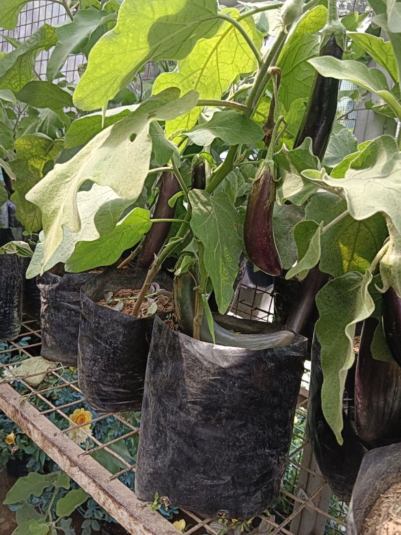 Talong plant namumunga na, Furniture & Home Living, Gardening, Plants ...